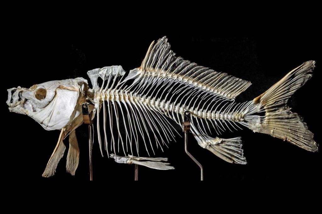 Skeleton of a carp fish – ABODE & LIVING